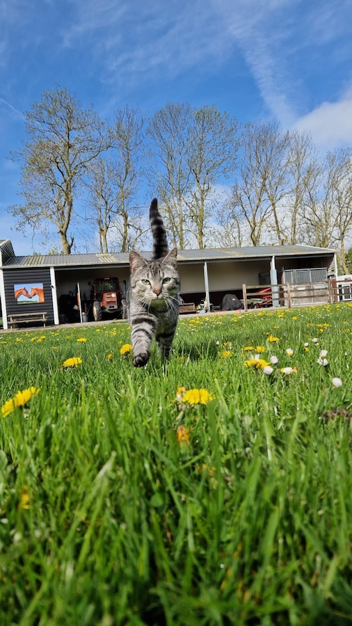 Heb jij Ibbeltje, Cheeto of Yuki gezien? Deze drie huisdieren worden in ...