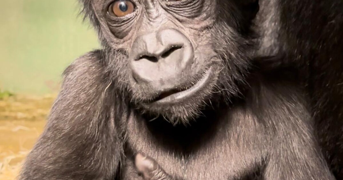 Hoera! Gorilla Ajabu, het jong van Bokito, is 1 jaar geworden | Rotterdam | AD.nl