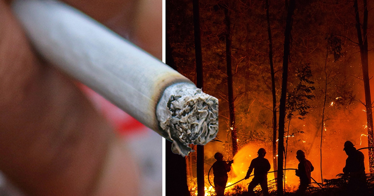 Peukie opsteken in het bos? Dat mag hier nu écht niet meer, anders kan ...
