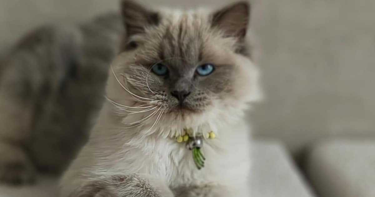Heb jij Milo, Izzy of Shadow gezien? Deze vier huisdieren worden in ...