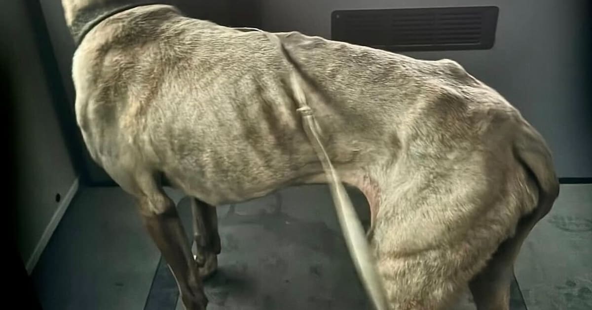 Zwaar vermagerde hond opgesloten in kamer, dier stond tussen eigen ...