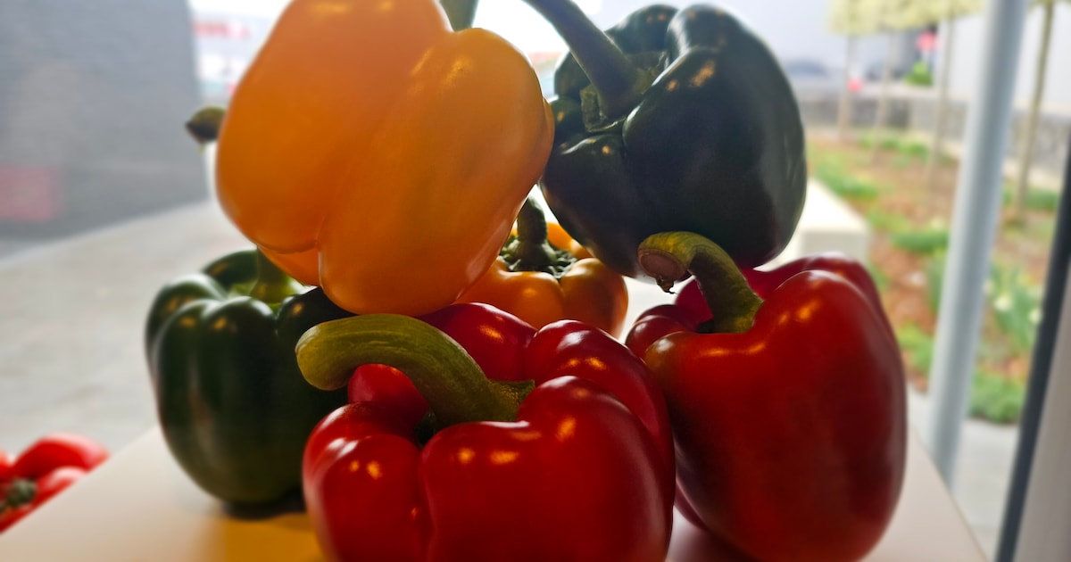 Grote paprikakwekers 4evergreen en Helderman bundelen krachten ...