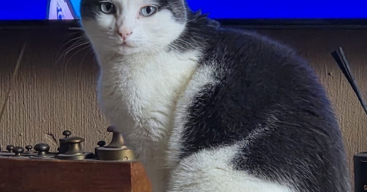 Heb jij Droppie, Alicia of Mini gezien? Deze negen huisdieren worden in ...