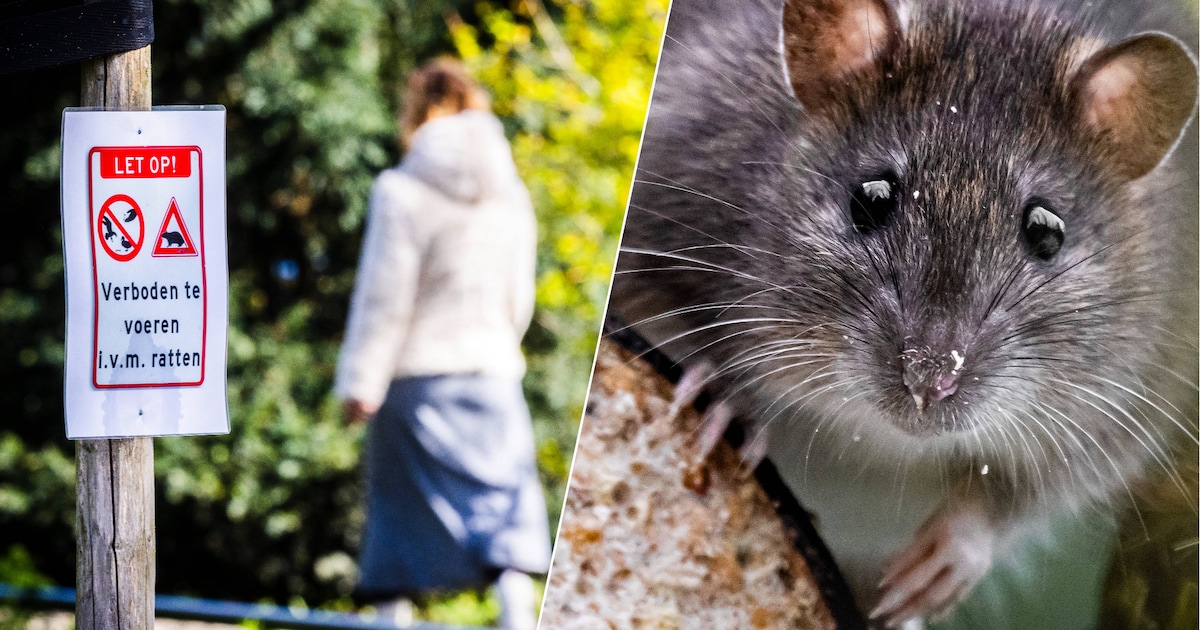 Is er nou wel of geen rattenplaag? Nee zegt wethouder, ja, vindt deze ...