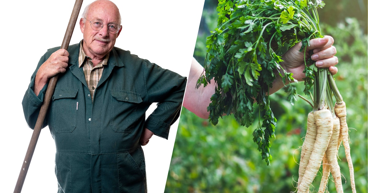 Peterselie in de tuin is prachtig, maar je hebt er wel veel geduld voor ...