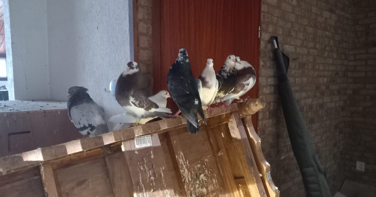 Honderden duiven vliegen rond in huis, alles onder de vogelpoep: ‘Snap ...