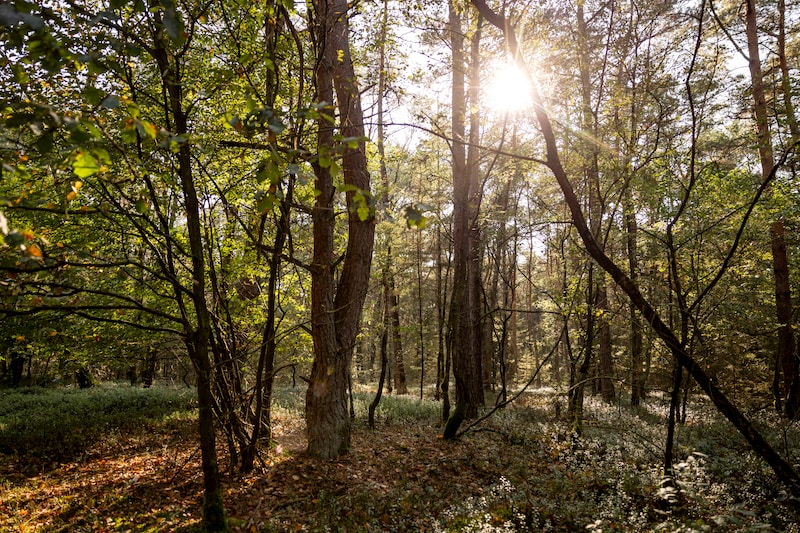 Biodiversiteitsdag in Leeuwarder bos met excursies en speurtochten ...
