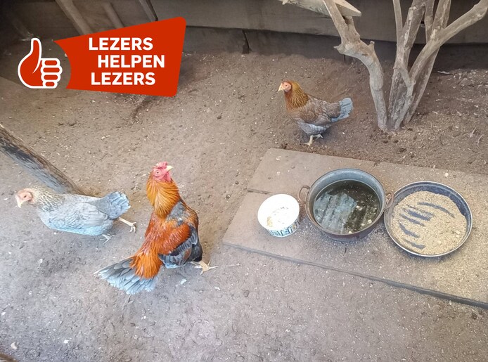 Deze vriendelijke, niet-ruziënde krielkippen hopen dat jij ze meeneemt ...