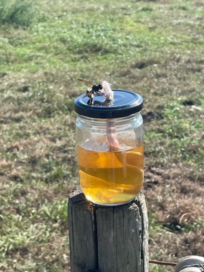 Kip verorbert hoornaar met zender bij zoektocht naar nest | Binnenland ...