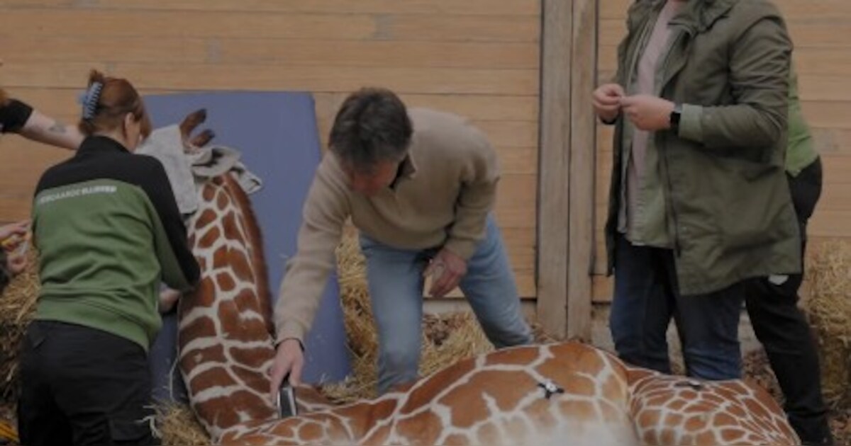 Giraffe Khaleesi overleden in dierentuin Blijdorp, maar haar dood is ...