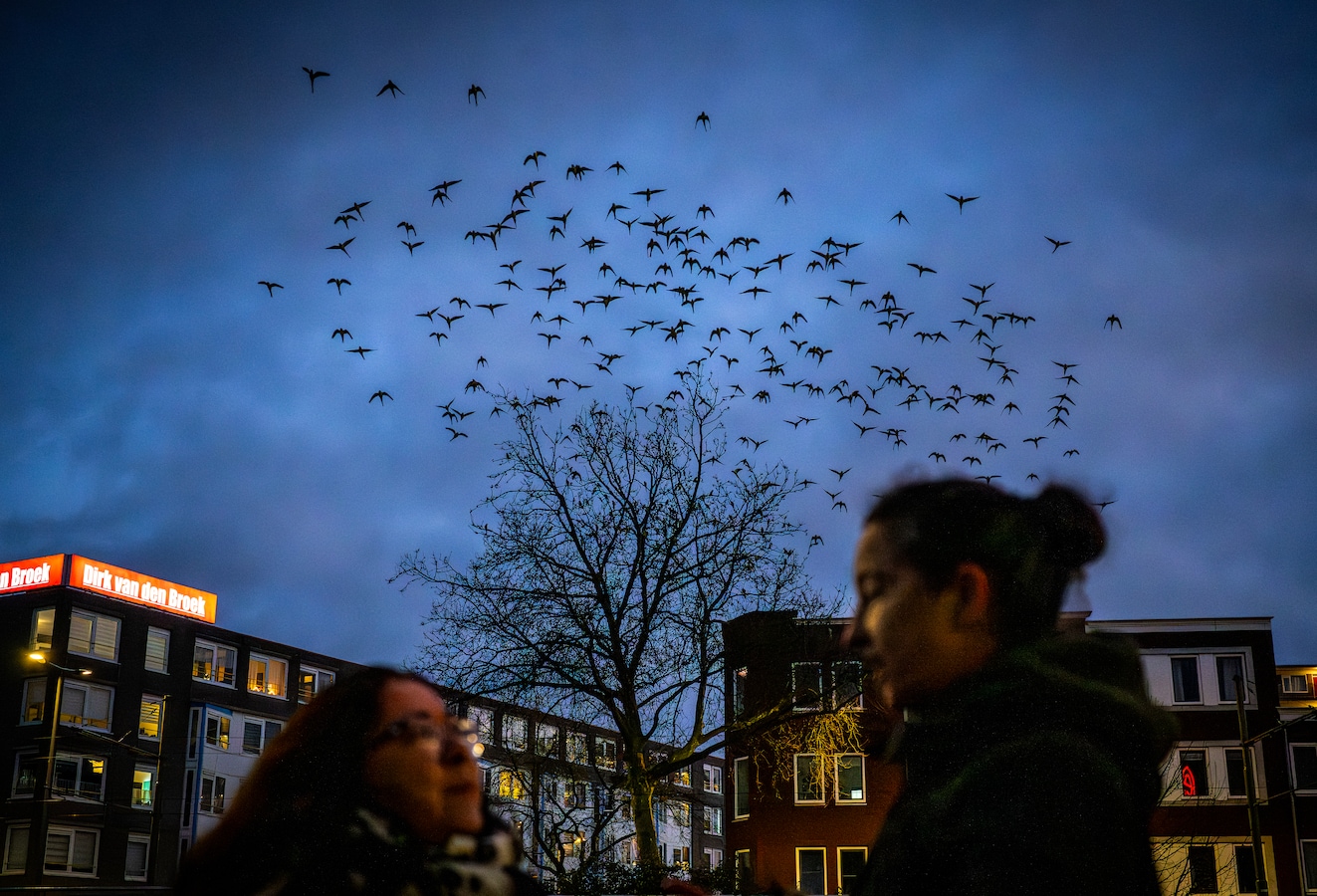 Met veel lawaai nestelen duizenden halsbandparkieten zich dagelijks in ...