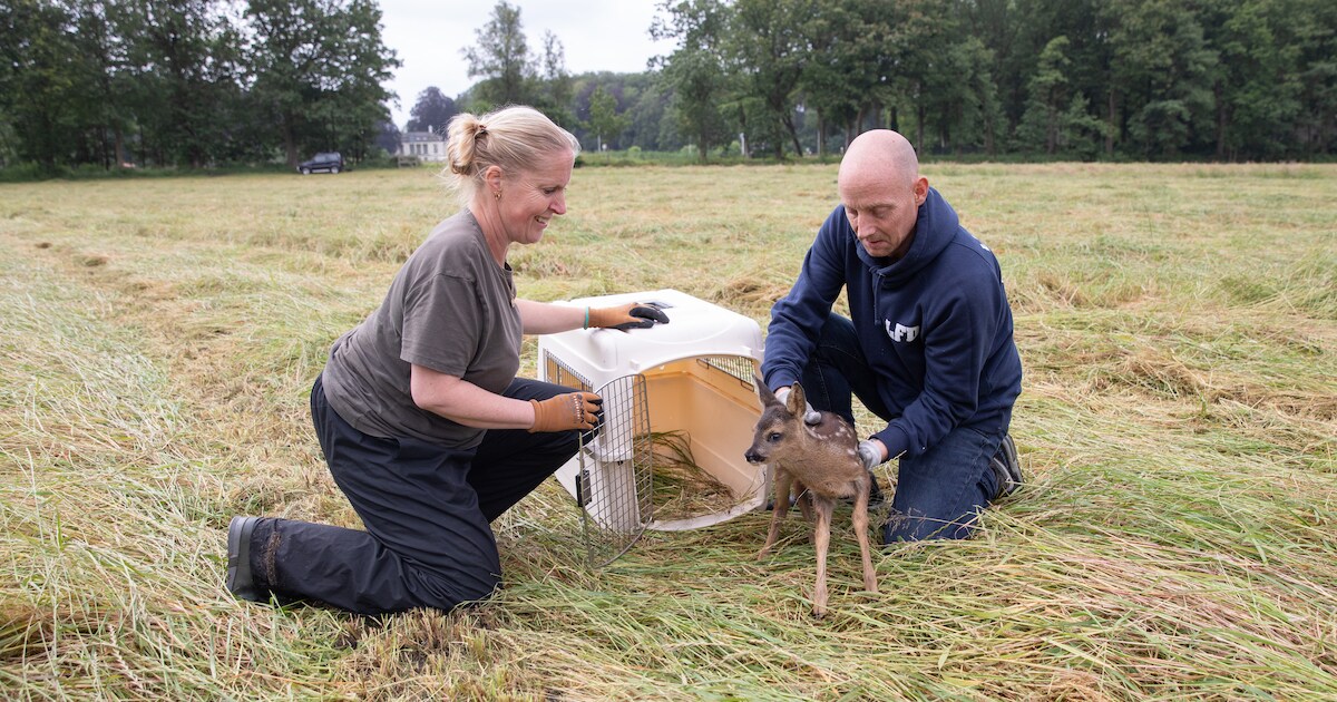 Angeline redt reekalfjes voor ze in de klauwen van maaimachines ...