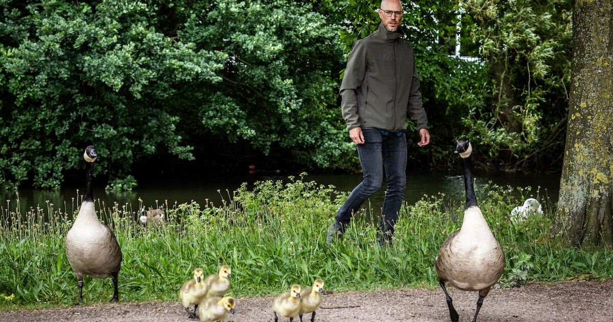 Ganzen overspoe­len steden, met veel overlast: hoe maïsolie en nieuw ...