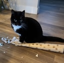 Heb jij Maui of Pien gezien? Deze twee huisdieren worden in ...