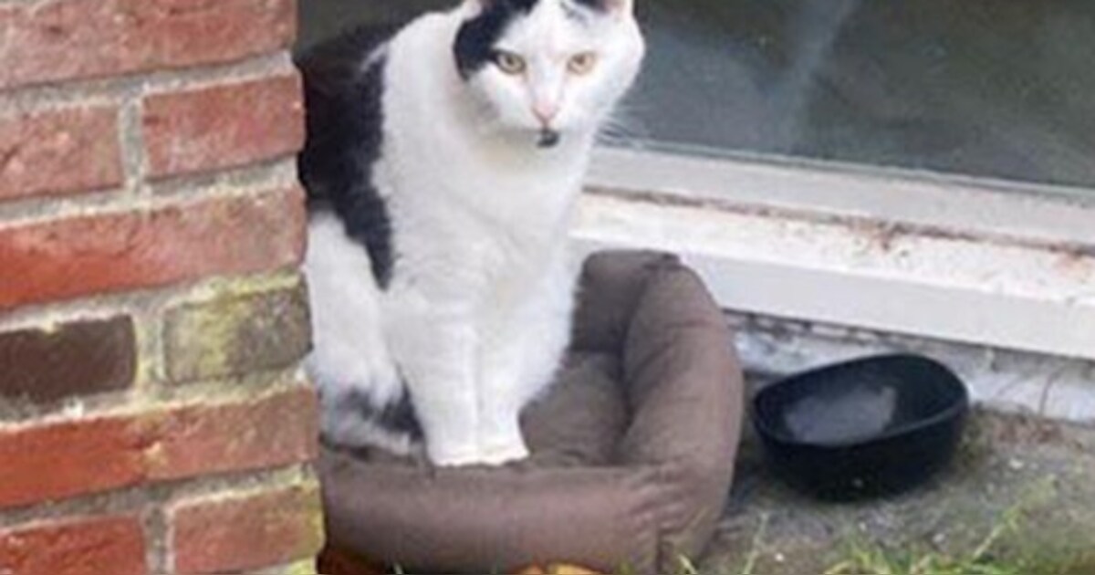 Waarom je je kat moet chippen: vermiste Boule bleek ‘geadopteerd’ door ...