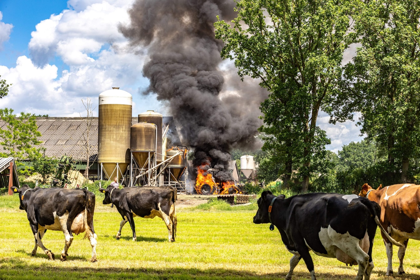 Trekker bij agrarisch bedrijf in Elsloo vliegt in de fik, vee uit stal ...