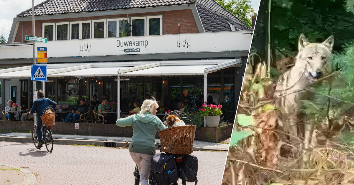 Met probleemwolf Bram in de buurt vragen inwoners van dit bosdorpje ...