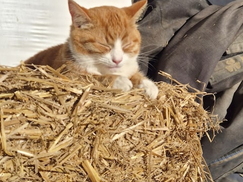 Heb jij Pumba gezien? Dit huisdier wordt in Eemnes vermist | Regio | AD.nl