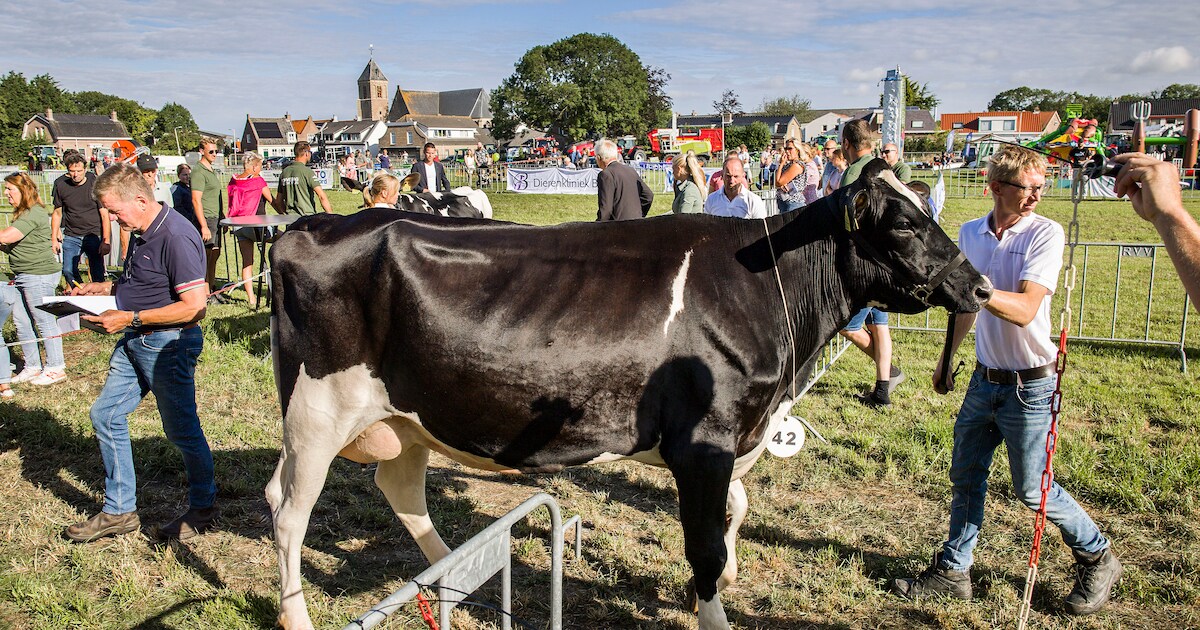 Bea 272 mooiste koe van Zuid-Hollandse Eilanden: ‘Een koe moet goed ...