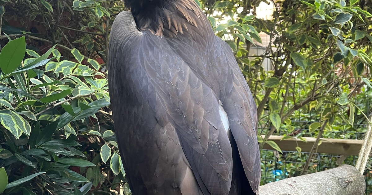 Arend Zeus ontsnapte uit zijn volière - en heeft nu mot met de lokale ...