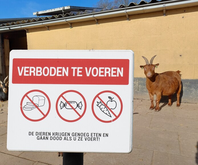 ‘Moddervette’ schapen en geiten zijn weer fit en gaan terug naar ...