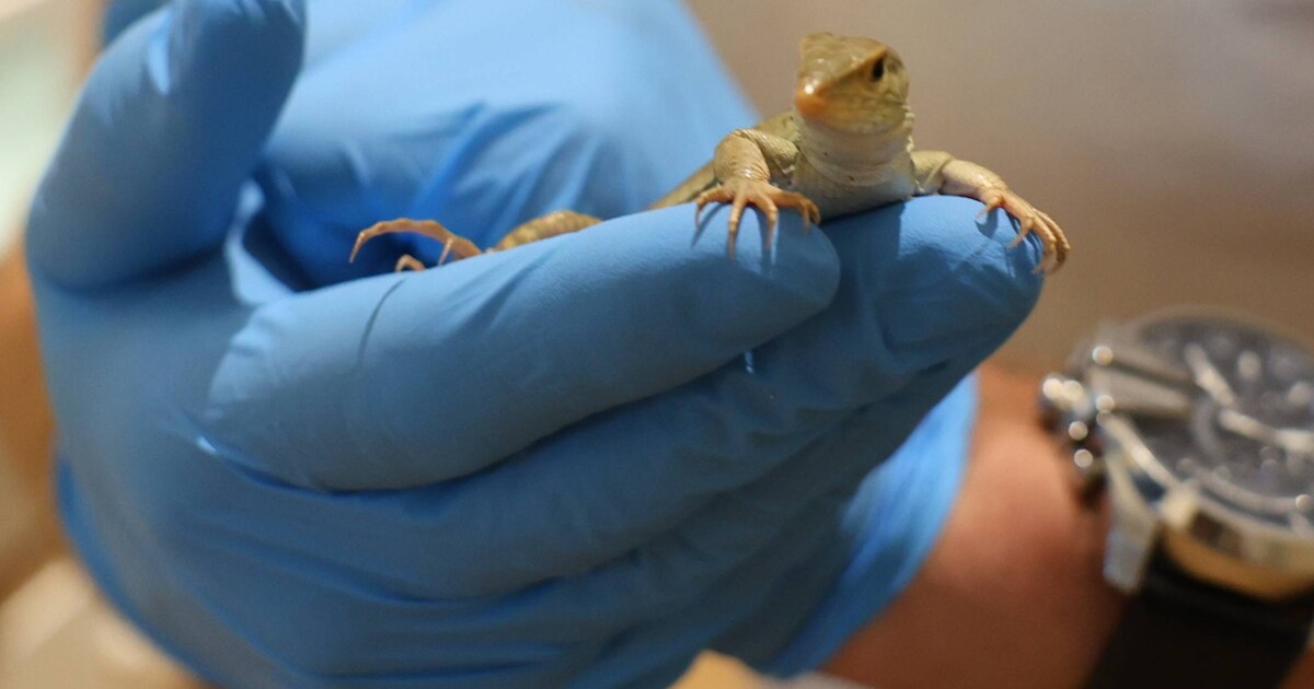 Hagedis reist per ongeluk mee van Aruba naar Den Haag | Den Haag | AD.nl