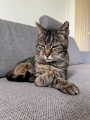 Heb jij Tijger, Rivkah of Soep gezien? Deze drie huisdieren worden in ...