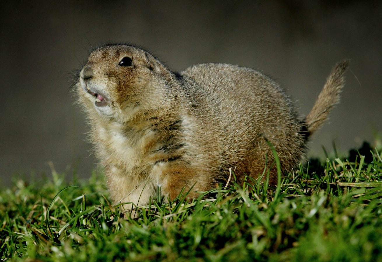 Knuffelen met je kangoeroe? Helaas, dat kan niet meer | Foto | AD.nl