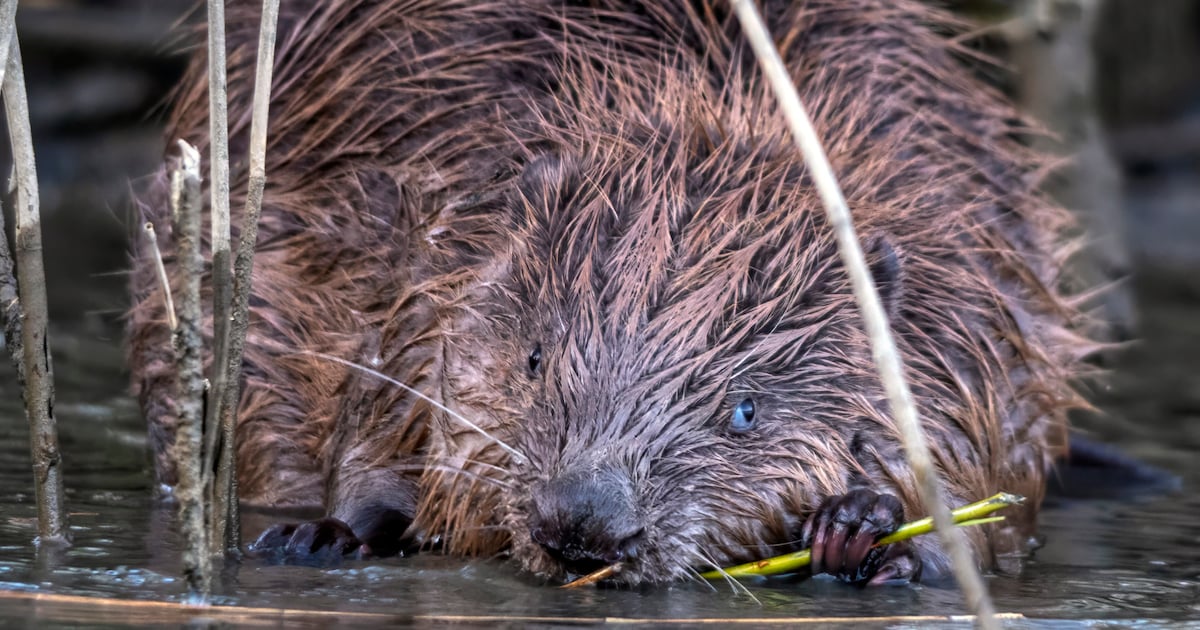 BBB en JA21 hekelen schade die bever aanricht, tijd voor ‘actief ...