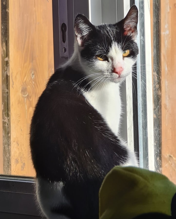 Heb jij Kiki, Molly of Olaf gezien? Deze 12 huisdieren worden in ...
