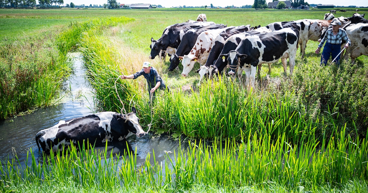 Onfortuinlijke koe uit sloot gered met behulp van trekker in Abbenbroek ...