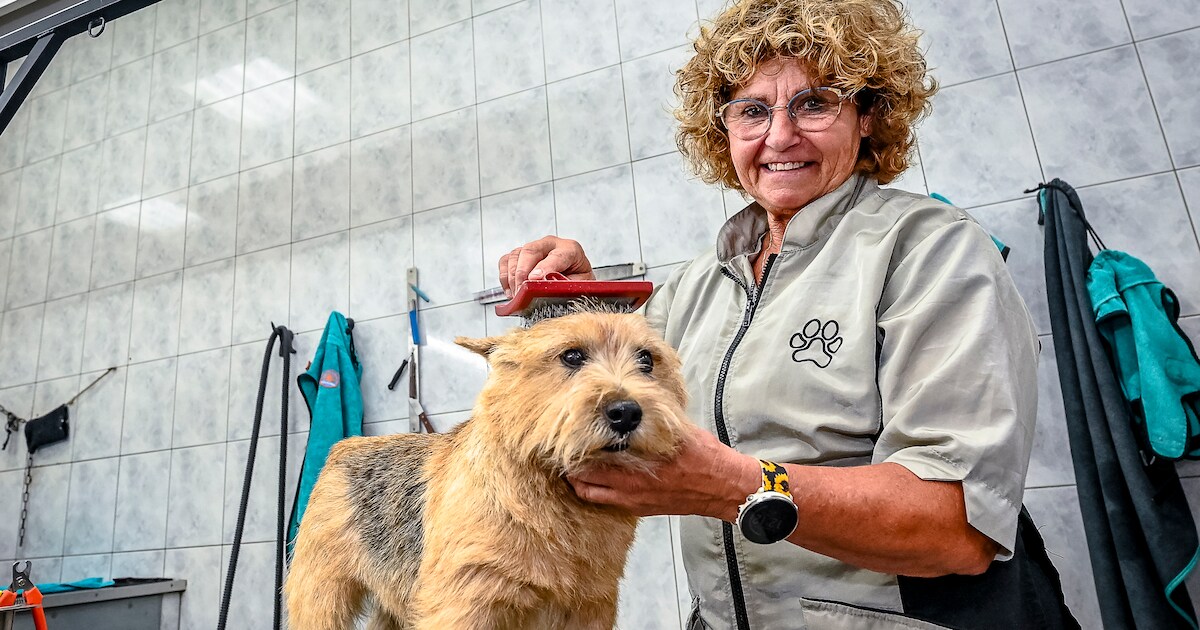 Vera (64) hangt na 41 jaar de hondenschaar aan de wilgen: ‘Mensen komen ...