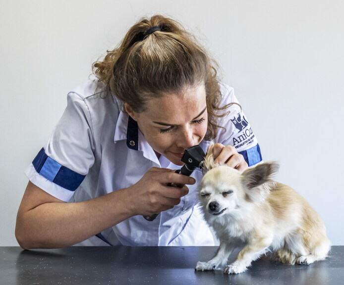 Dier met pijn? 's Nachts nauwelijks plek voor kat met acute problemen ...