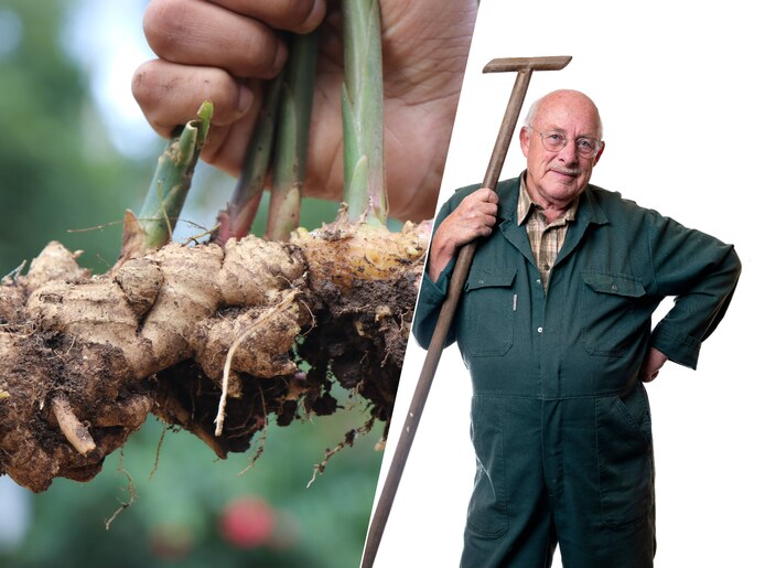 Goedkoop je eigen gember of ananas kweken, zo doe je dat | Romke van de ...