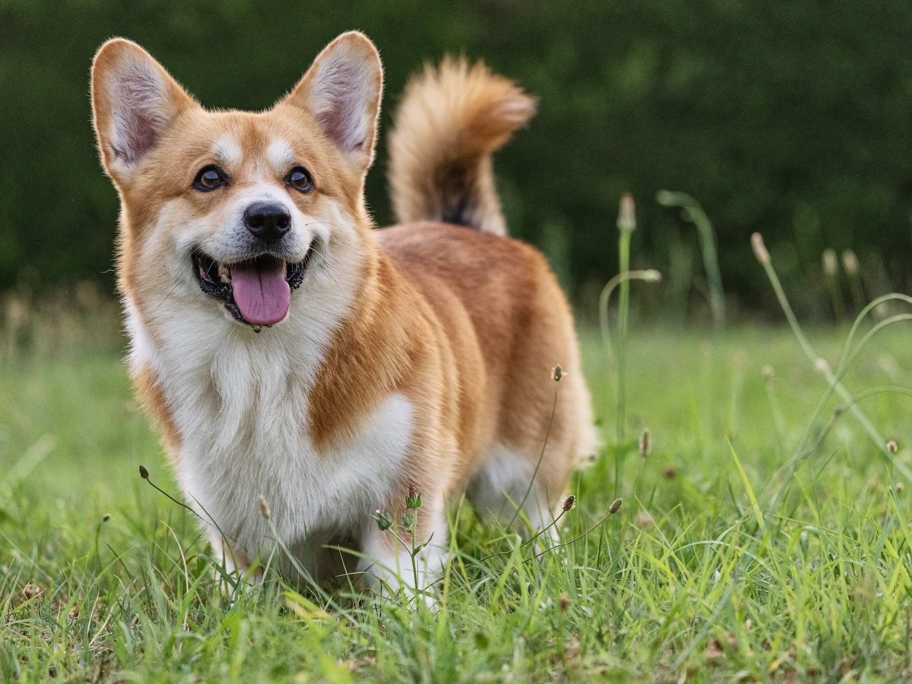 LIVE VS | Trump stuurt Nationale Garde naar Chicago, hof blokkeert ...