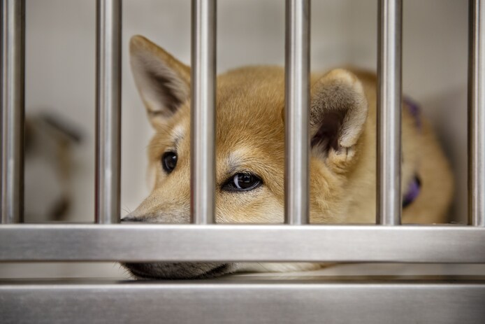 Utrechtse vrouw gooide met haar net geboren pups en mag nu tien jaar geen dieren meer houden ...