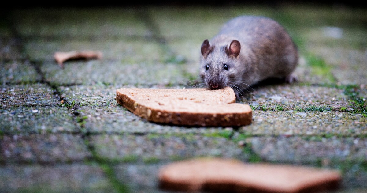 Er zijn steeds meer ratten, kakkerlakken en andere ‘plaagdieren’ in de ...