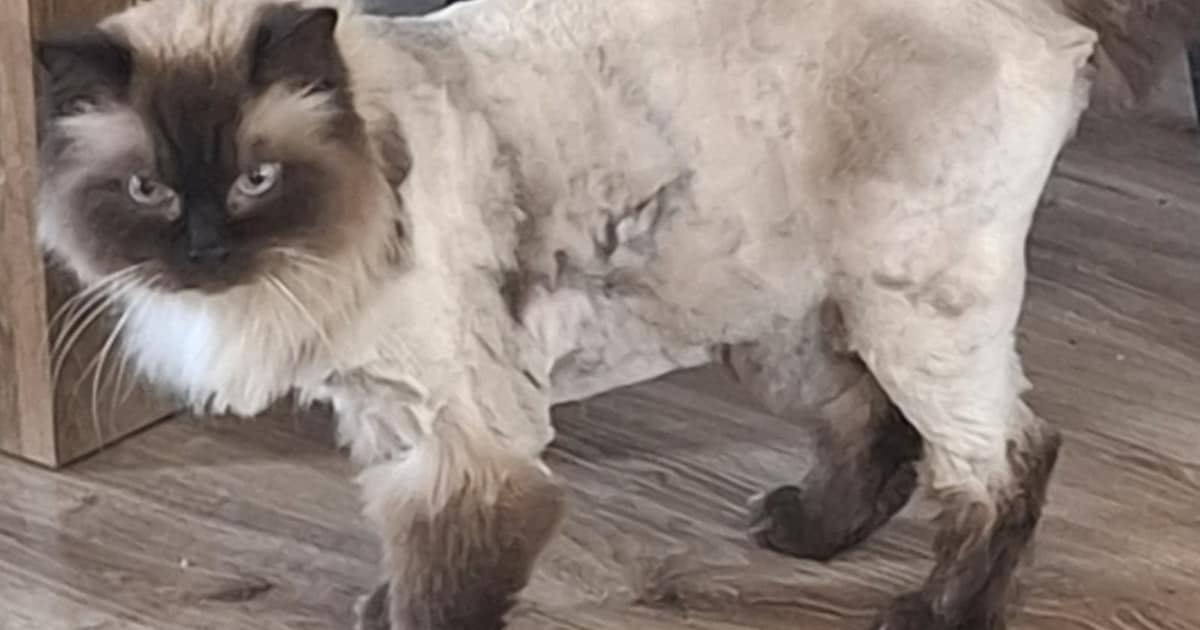 Heb jij Max, Sem of Naya gezien? Deze vier huisdieren worden in Venlo ...