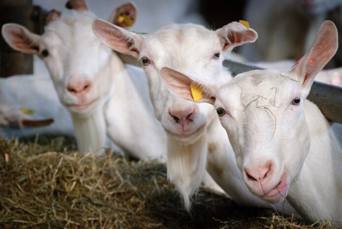 Raadsleden stellen vragen na opgedoken beelden met ‘afschuwelijk ...