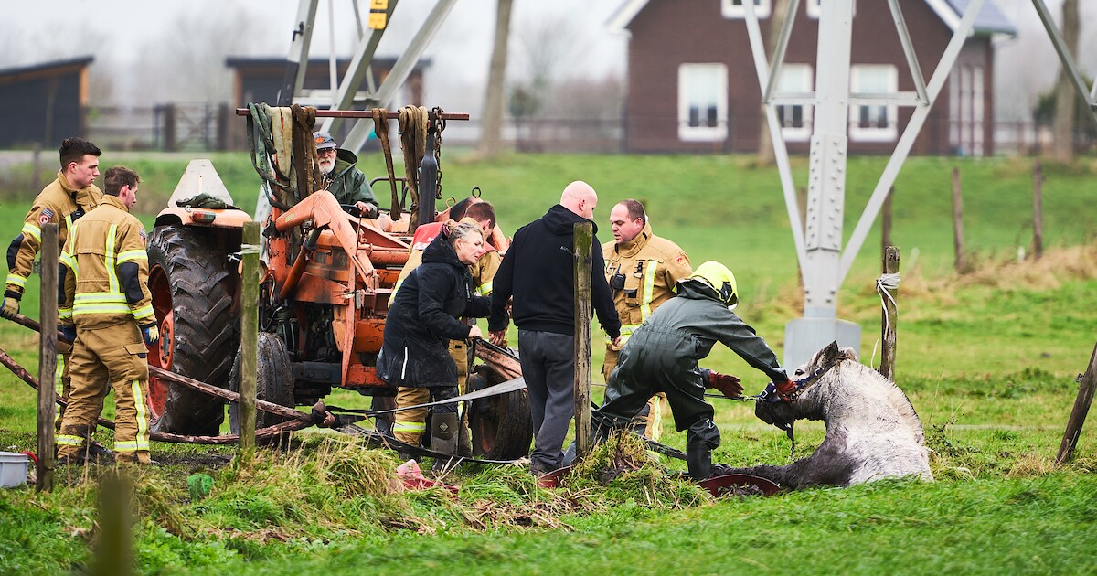 Paard uit de sloot gered op Moerseweg in Abbenbroek | 112 nieuws ...