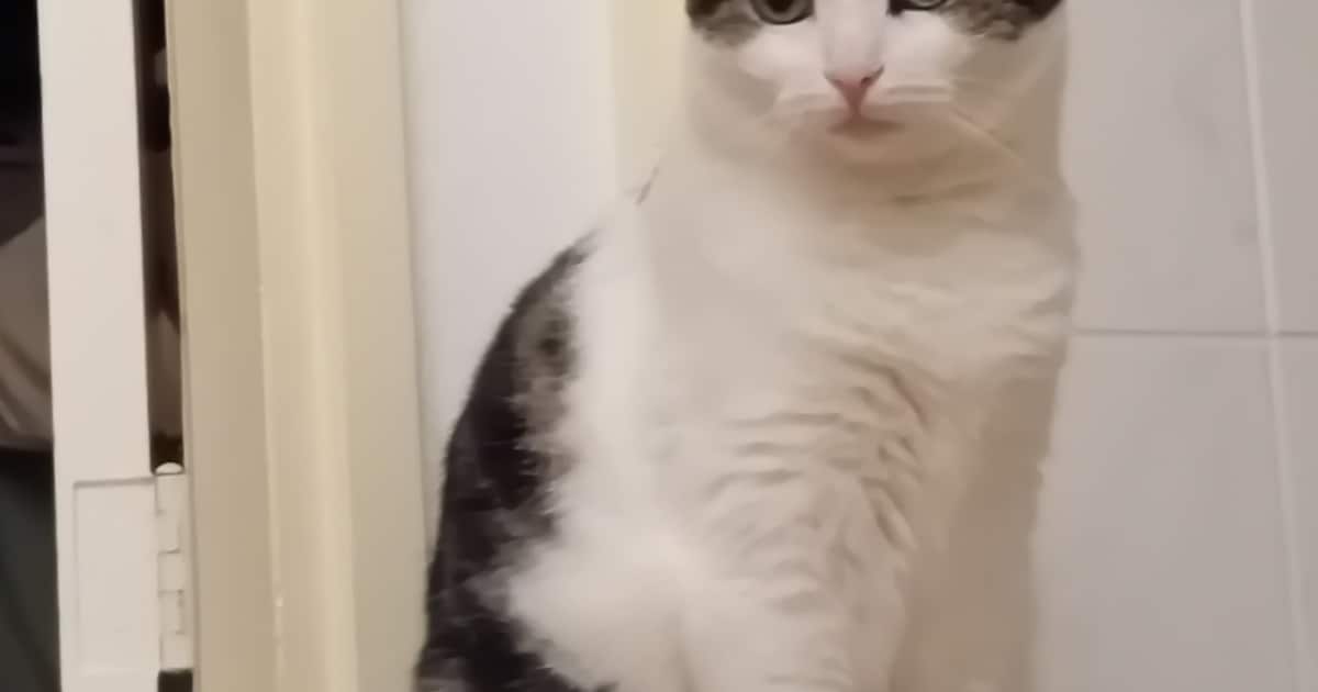 Heb jij Felix, Durk of Spooky gezien? Deze drie huisdieren worden in ...
