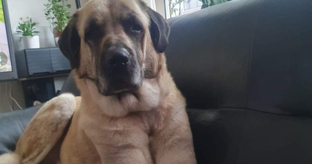 Capellenaar stapt naar de rechter om in beslag genomen herdershonden ...