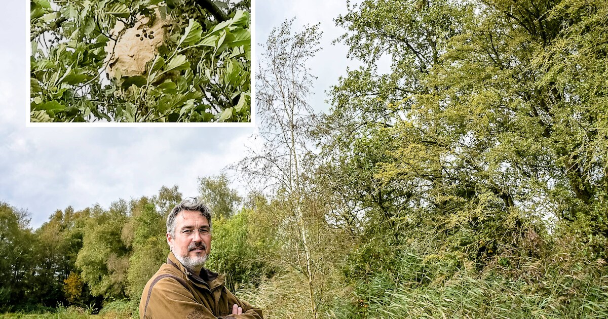 Overal in de regio rukt de Aziatische hoornaar op: ‘Toen ik 'm ving ...