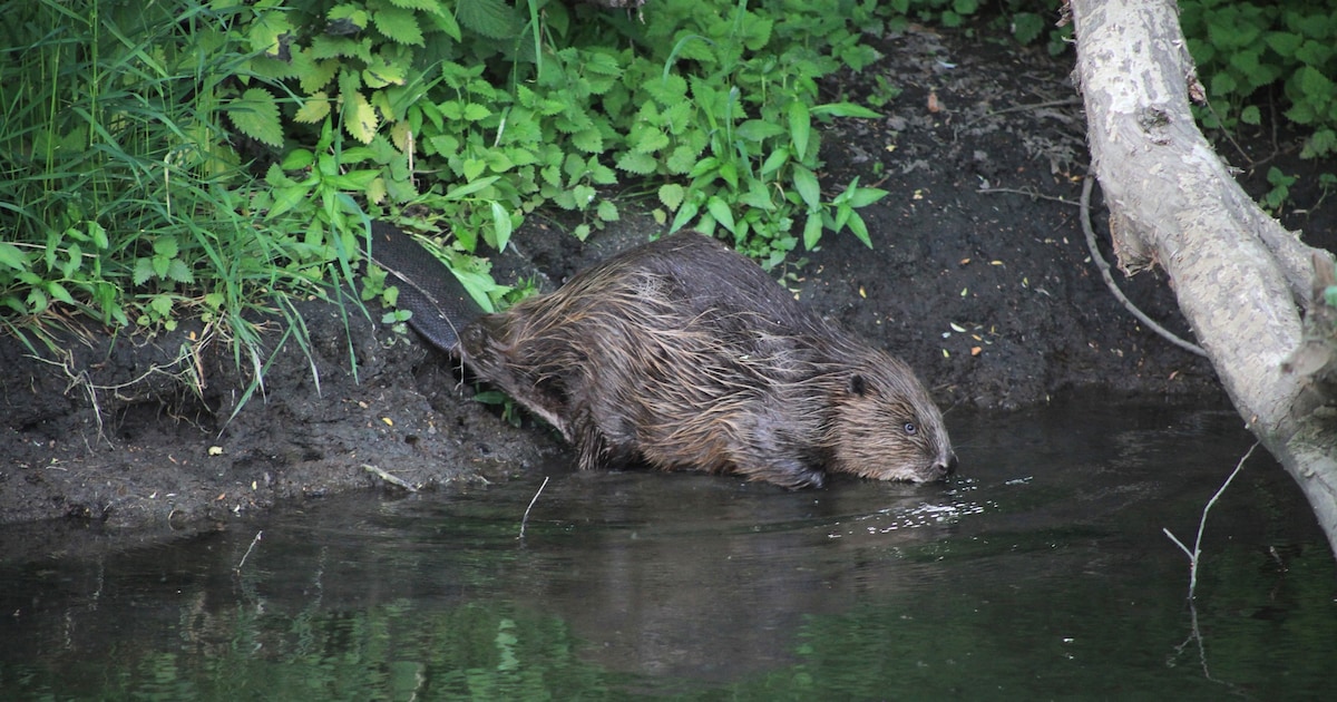 De Europese bever is terug in de Delftse Schie: ‘Prachtig, maar de ...