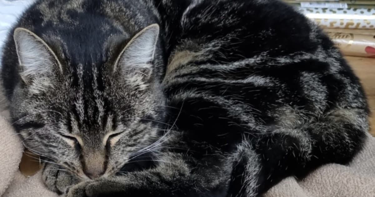 Heb jij Noortje, Teske of Diezel gezien? Deze zes huisdieren worden in ...