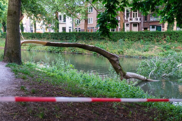 Bewoners opgeschrikt door harde knal van boom die plotseling in tweeën ...