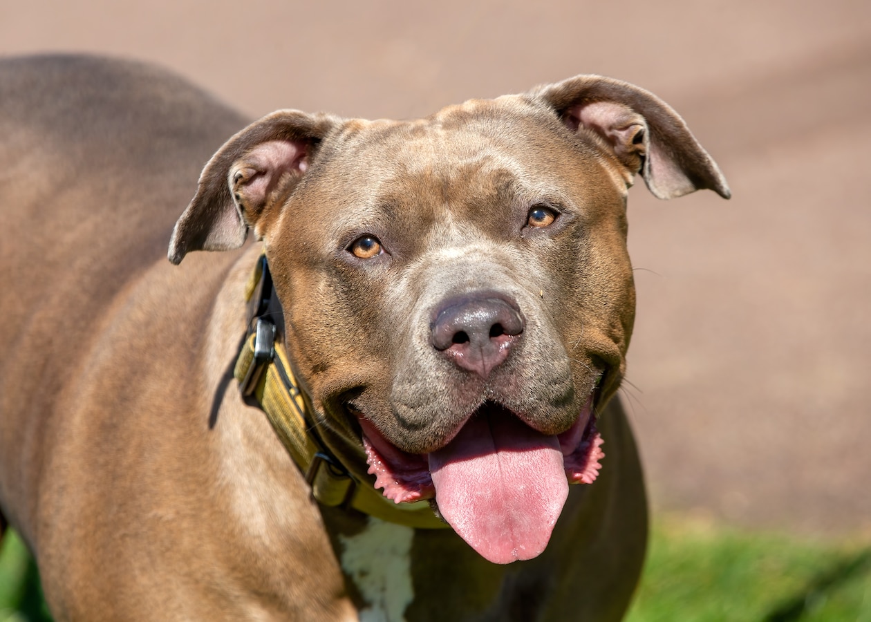 Deskundi­gen balen van slecht imago American bully XL: ‘Dit kan met ...