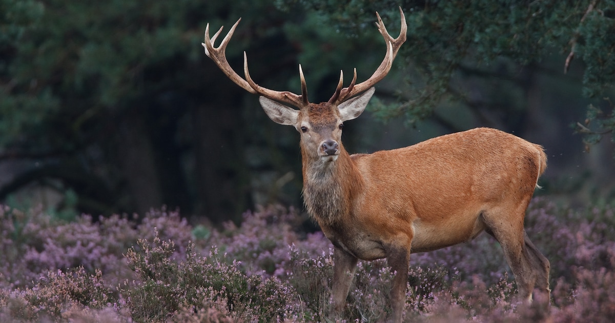 Edelhert is meer dan welkom in Utrecht: ‘Hij poept, graast en woelt ...