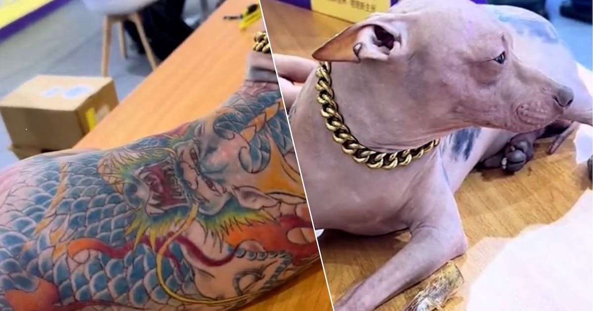 Grote verontwaardiging om immense drakentattoo op rug van Mexicaanse ...