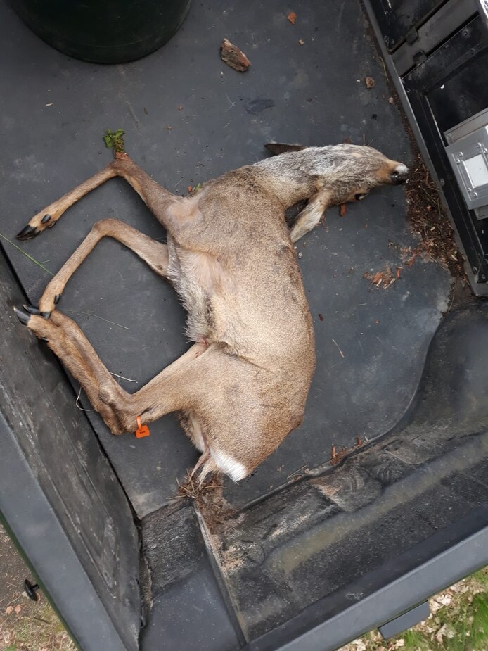 Ree doodgebeten in Arnhem, boswachters boos: ‘Laat je hond niet ...